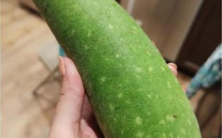 煮鱼片汤的做法大全_鱼片汤怎么煮才鲜嫩