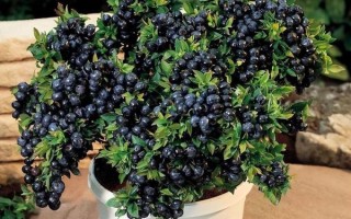 蓝莓树长什么样_蓝莓树图片大全大图