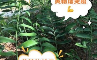 黄精的功效与作用及禁忌_什么人不能吃黄精