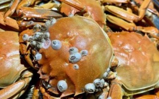 野生螃蟹能吃吗_野生螃蟹怎么吃才安全