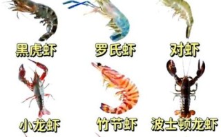 虾的营养价值_虾吃了会长胖吗