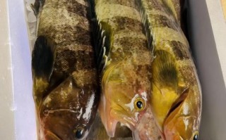 石斑鱼怎么蒸好吃_清蒸石斑鱼做法步骤