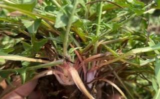 野生蒲公英有几种_蒲公英品种大全