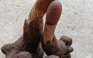 锁阳多少钱一斤_锁阳价格行情