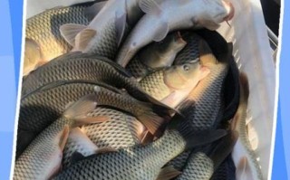 鲤鱼什么人不能吃_痛风患者能吃鲤鱼吗