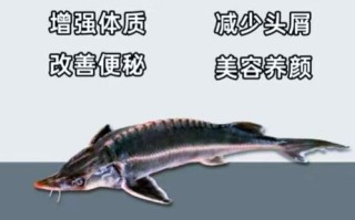 鲟鱼和鳇鱼哪个贵_价格差距有多大