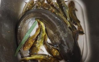 白天钓鲶鱼用什么饵_白天钓鲶鱼怎么找鱼窝