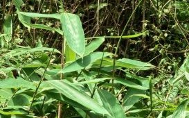 粽子叶是竹子叶吗_粽叶和竹叶区别