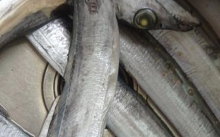 活带鱼多少钱一斤_活带鱼价格为什么波动大