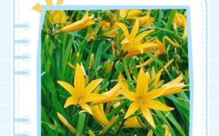 鲜黄花菜含什么毒素_中毒症状有哪些