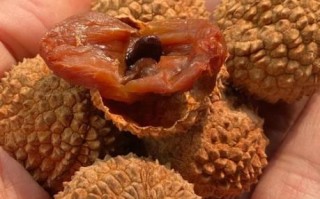 荔枝干怎么吃效果最好_荔枝干一天吃多少粒不上火