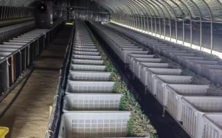 鳝鱼养殖基地选址条件_鳝鱼养殖基地如何建设