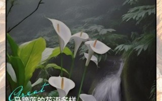 马蹄莲花语是什么_马蹄莲图片拍摄技巧