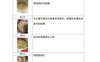 黄豆的生长过程_黄豆从发芽到成熟需要多久