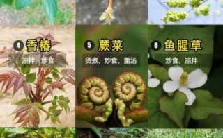 野菜图片及名称大全_如何辨别常见野菜