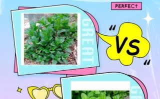 鱼香草和薄荷的区别_鱼香草的种植方法