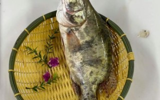 鳌花鱼图片高清大图_鳌花鱼长什么样