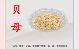 川贝粉哪些人不能吃_川贝粉禁忌人群