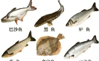 什么鱼好吃刺少_适合老人小孩的淡水鱼推荐