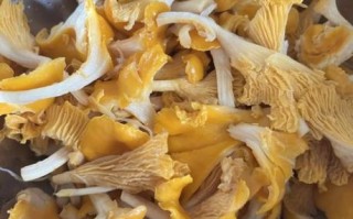 鸡油菌怎么做好吃_鸡油菌炒多久才熟