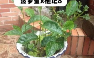 菠萝蜜的核能种吗_怎么种才能发芽