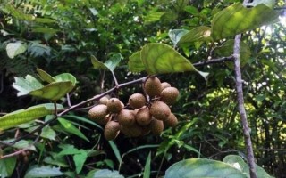 野生猕猴桃长什么样_野生猕猴桃图片识别技巧