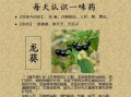 龙葵的做法大全_龙葵怎么做好吃