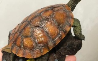 黄喉拟水龟越大越便宜_为什么