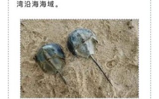 鲎虫怎么读_鲎虫是什么动物