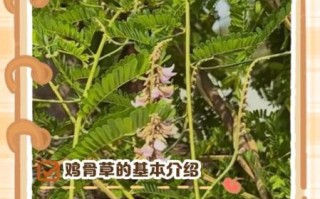 鸡骨草的功效与作用_鸡骨草可以长期喝吗