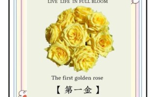 黄玫瑰花语是什么_黄玫瑰适合送什么人