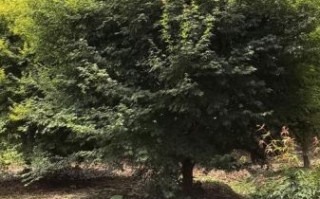 鸡爪槭是乔木还是灌木_鸡爪槭高度能长多高