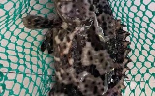 龙胆鱼和石斑鱼的区别_龙胆鱼是不是石斑鱼