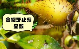 金樱子副作用有哪些_金樱子吃了会上火吗