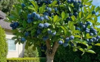 蓝莓树长什么样_蓝莓树图片大全怎么找