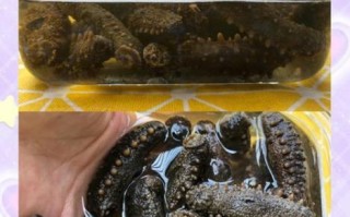鲜海参怎么泡发_鲜海参的家常做法