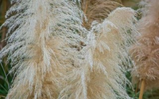 芦苇图片大全大图_如何拍摄高清芦苇