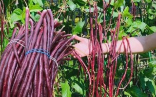 青豆角的功效与作用_青豆角的营养价值