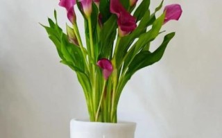 马蹄莲什么季节开花_马蹄莲花期多长