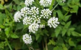 野生水芹菜图片大全_如何分辨真假水芹菜