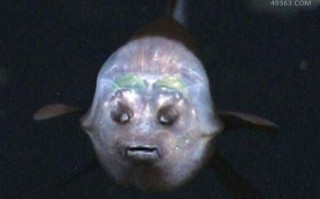 幽灵鱼是什么_幽灵鱼为什么透明
