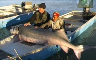 鳇鱼最大有多大_鳇鱼能长多少斤