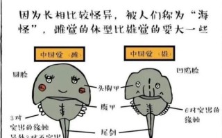 鲎虫和鲎有什么关系_二者区别与联系