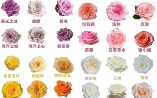 100种玫瑰花名字大全_如何挑选适合送礼的玫瑰