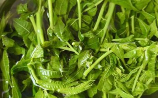 香椿芽怎么腌制_盐腌香椿芽的正确方法