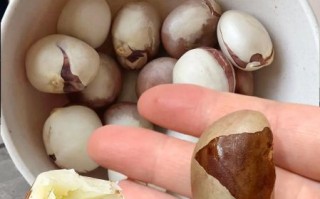 菠萝蜜核能吃吗_怎么吃才安全