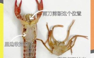龙虾怎么清洗_龙虾怎么处理最干净