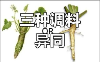 辣根是什么植物_辣根和芥末的区别