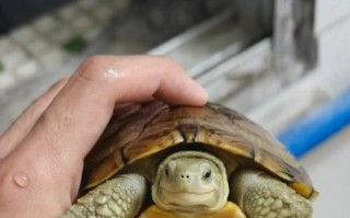 黄喉拟水龟小青怎么养_黄喉拟水龟小青能长多大