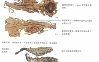 天山雪莲花长什么样_如何辨别真假